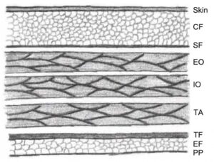 Abdominal Wall: Anatomy & Physiology - The Operative Review Of Surgery