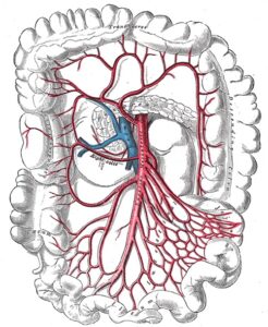 Abdominal Vasculature - The Operative Review Of Surgery