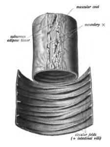 Small Intestine Anatomy & Physiology - The Operative Review Of Surgery