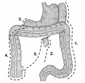 Maneuvers and Retroperitoneal Exposure - The Operative Review Of Surgery