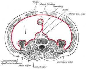 Peritoneum Anatomy & Physiology - The Operative Review Of Surgery